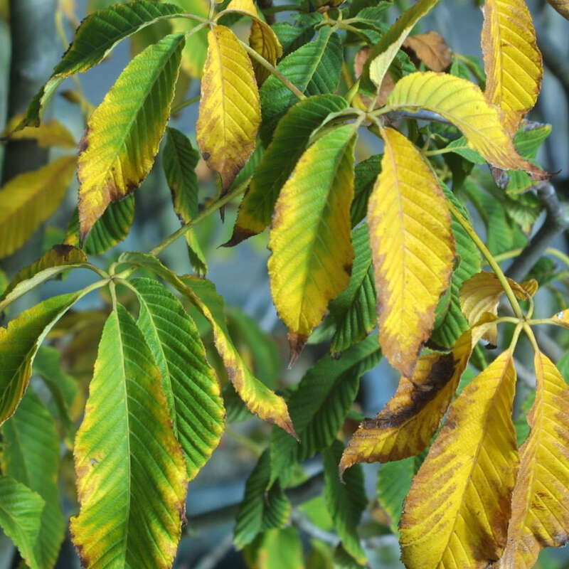 Blutrote Pavie - Aesculus pavia 'Atrosanguinea' - rot