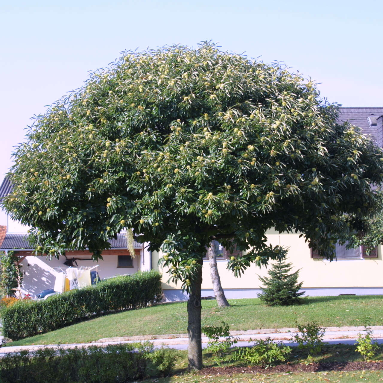 Essbare Edelkastanie, Maroni - Castanea sativa 'Ecker 1' - grün