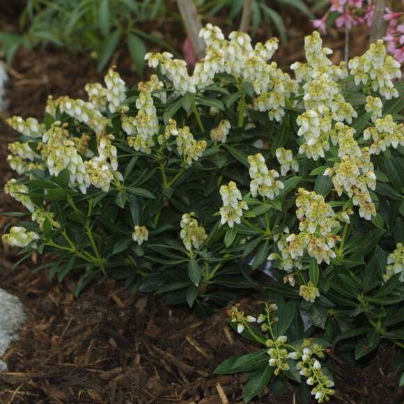 Zwerg-Lavendelheide - Pieris japonica 'Debutante' - weiß