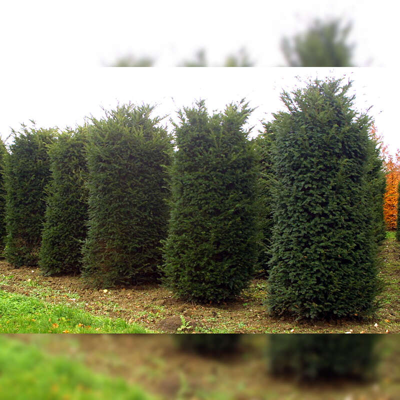 Heimische Eibe - Taxus baccata