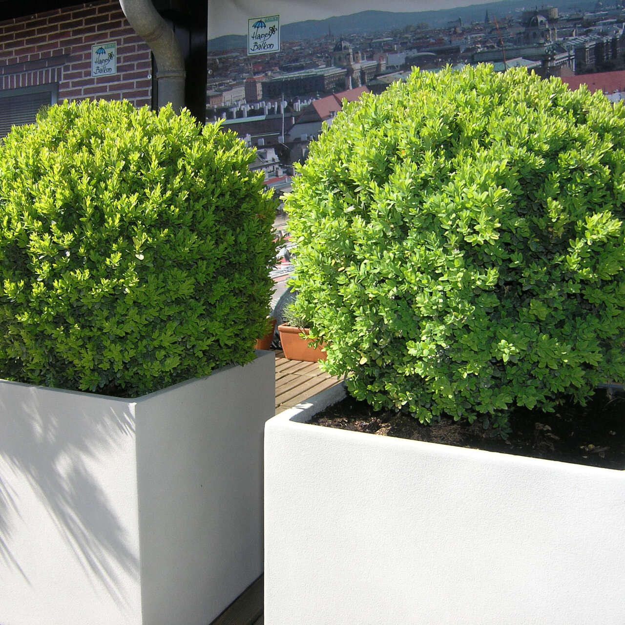 Buchs - Buxus sempervirens - grün