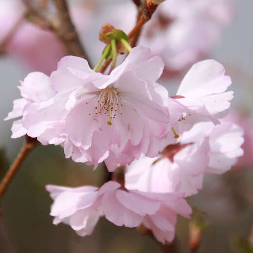 Japanische Zierkirsche Asano