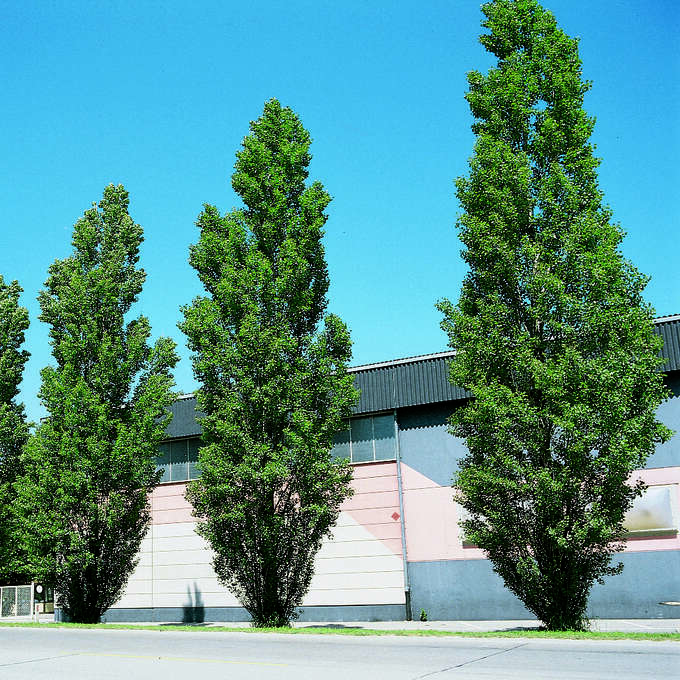 Pyramidenpappel - Populus nigra 'Italica' - grün
