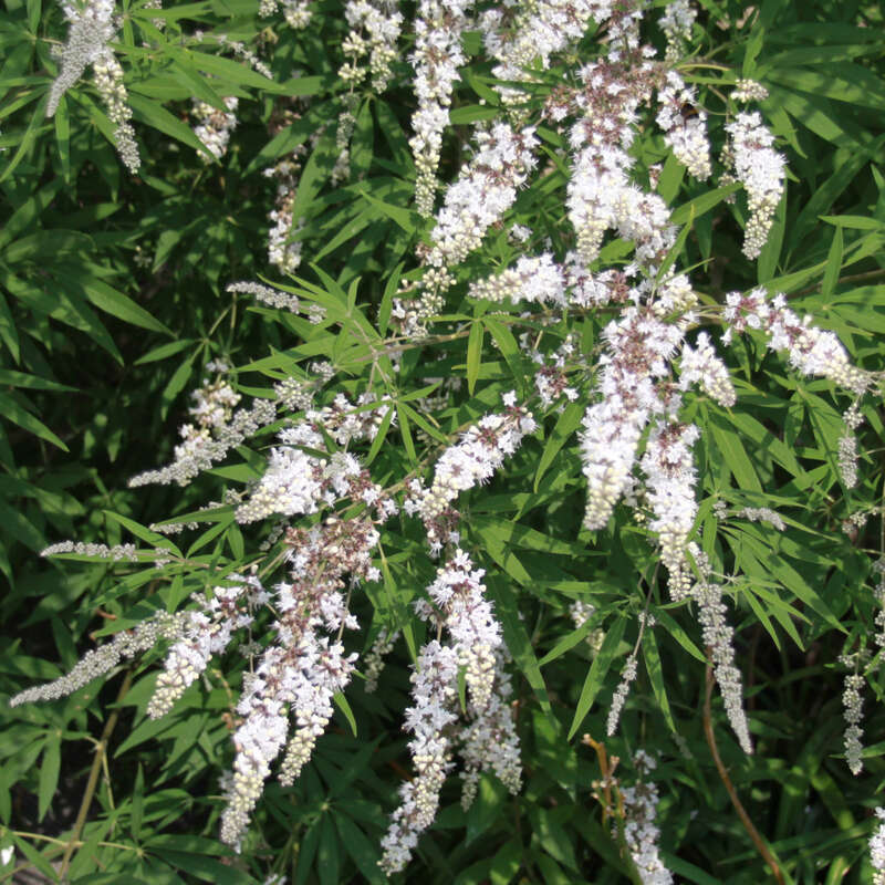 Weißer Mönchspfeffer - Vitex agnus-castus 'Alba' - weiß