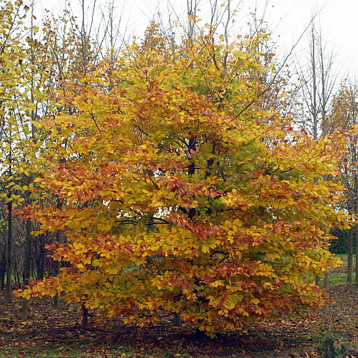 Hainbuche - Carpinus betulus - grün