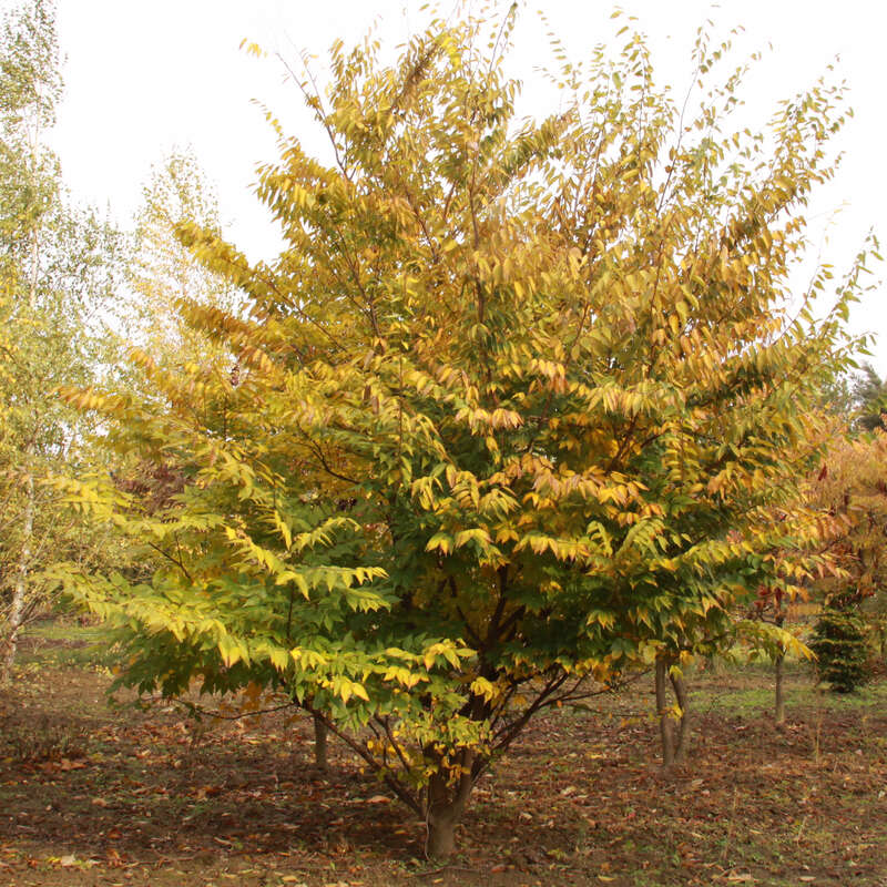 Zelkove - Zelkova serrata