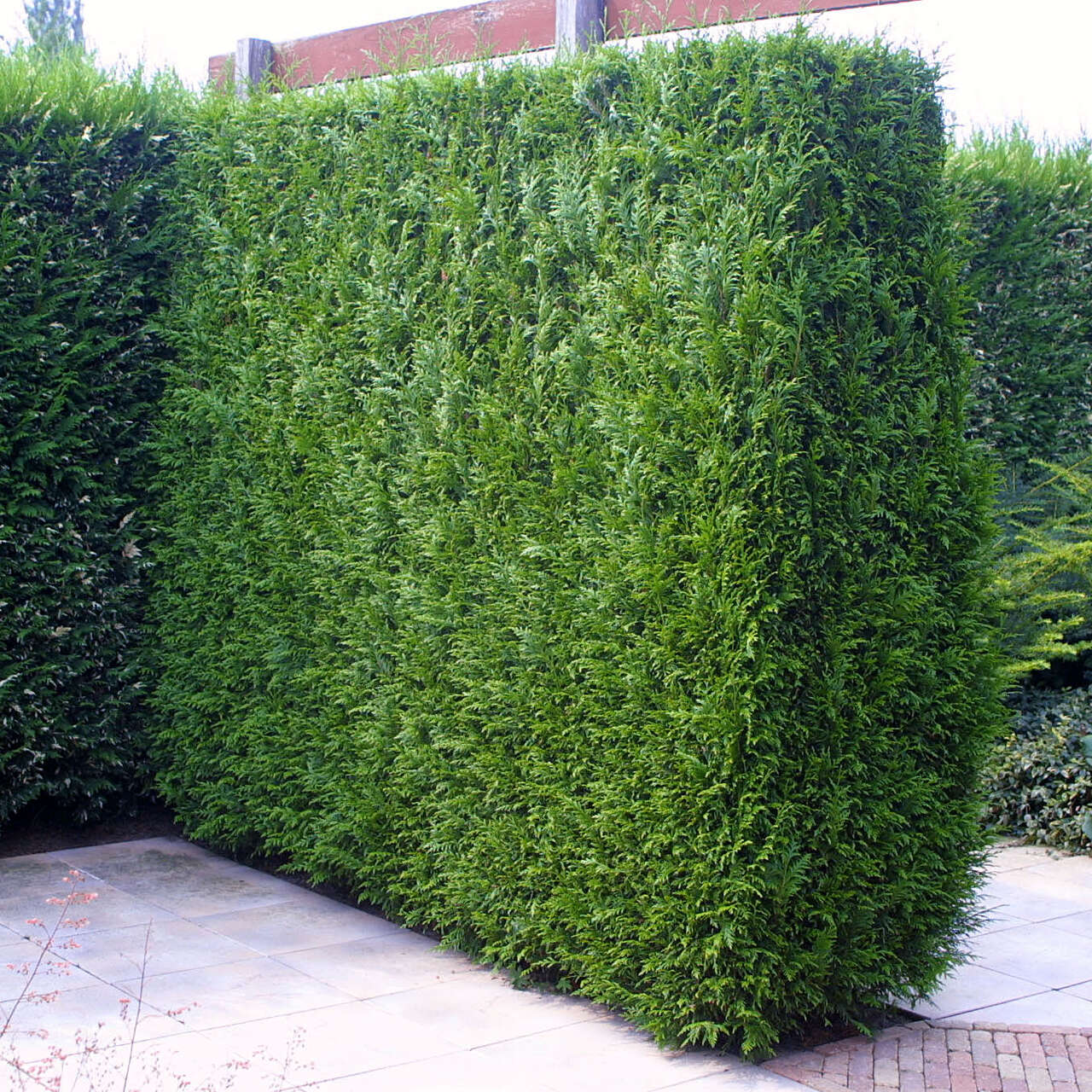 Riesen-Lebensbaum - Thuja plicata 'Atrovirens' - 350/400