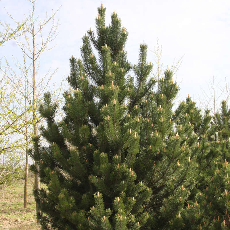 Hohe Bergkiefer, Latsche - Pinus mugo