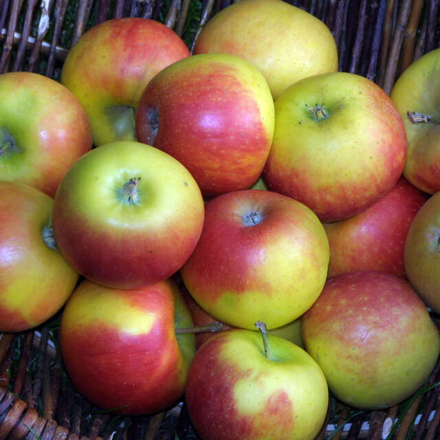 Apfel | Vom Gärtner mit Anwuchsgarantie kaufen - rasche Lieferung