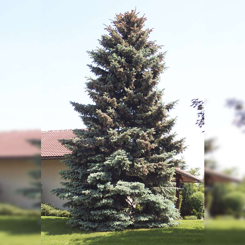 Silberfichte - Picea pungens 'Koster'