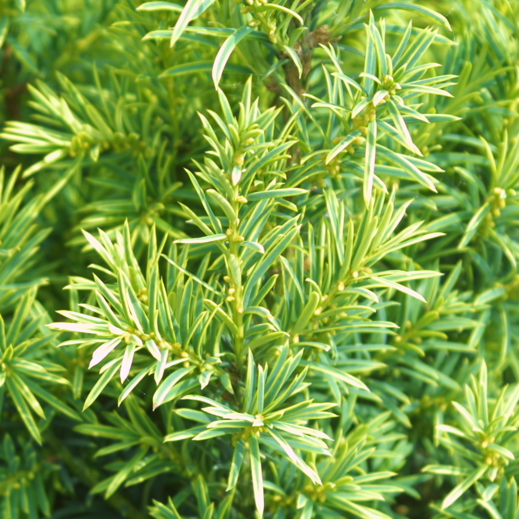 Goldeibe - Taxus baccata 'Semperaurea' - gelb