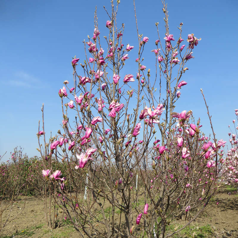 Magnolie - Magnolia 'Ricki' - rosa