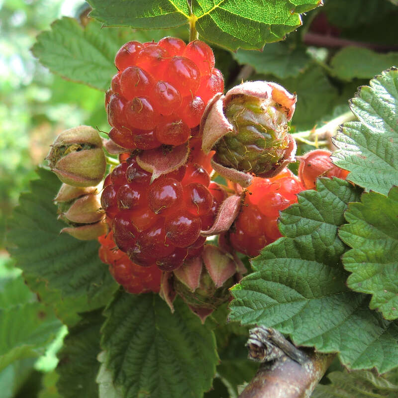 Nutka-Himbeere - Rubus parvifolius 'Dormans Red'