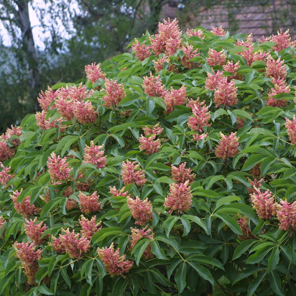 Zwergpavie - Aesculus pavia 'Humilis' - rot
