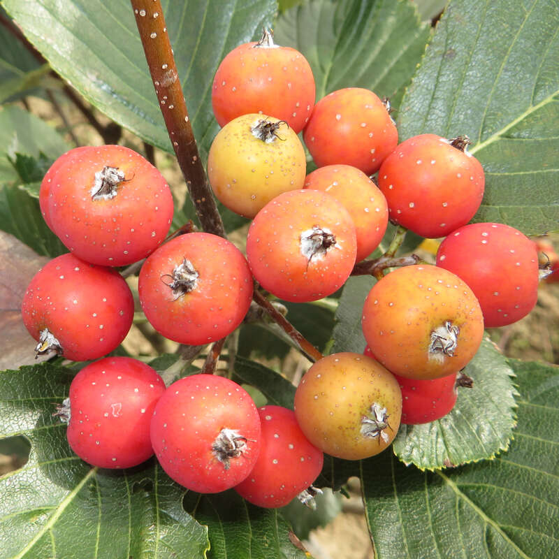Zwerg-Mehlbeere - Sorbus chamaemespilus - weiß