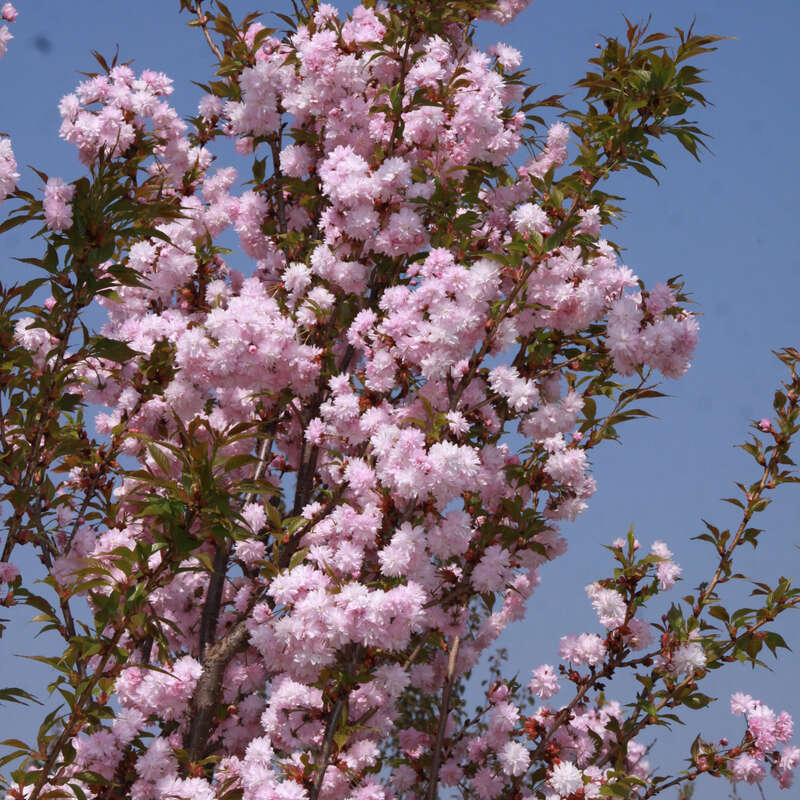 Japanische Blütenkirsche - Prunus serrulata 'Asano' - lila