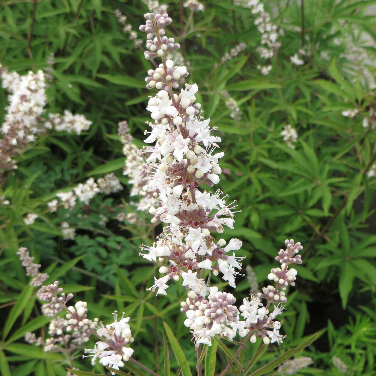 Weißer Mönchspfeffer - Vitex agnus-castus 'Alba' - weiß