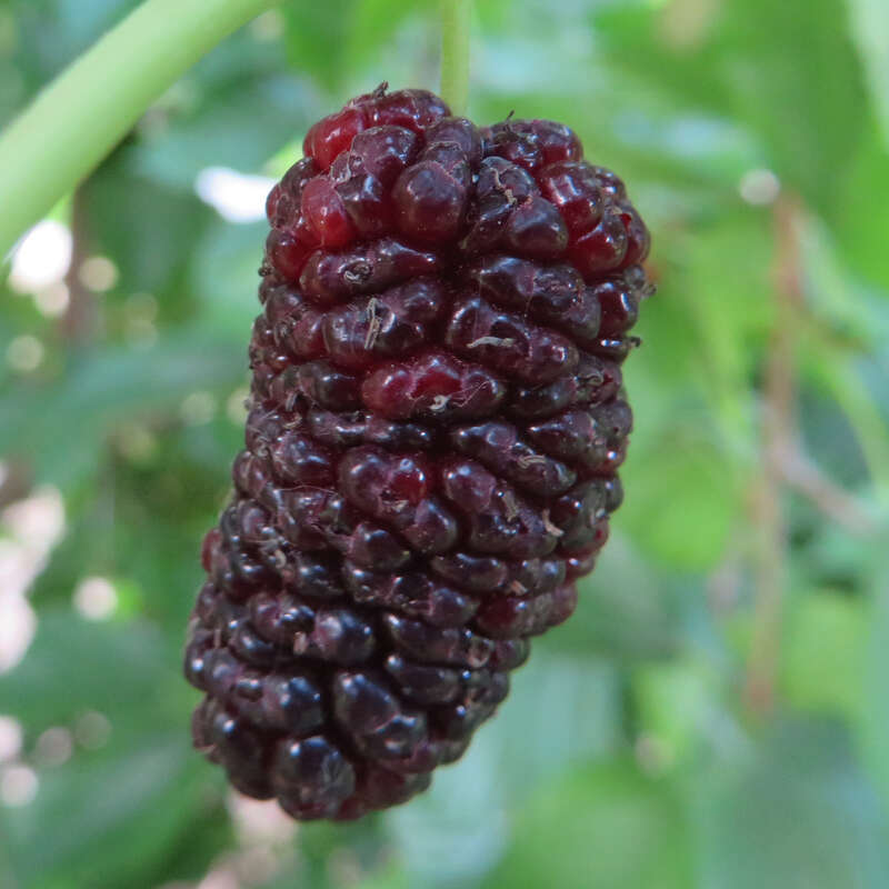 Weißer Maulbeerbaum - Morus alba