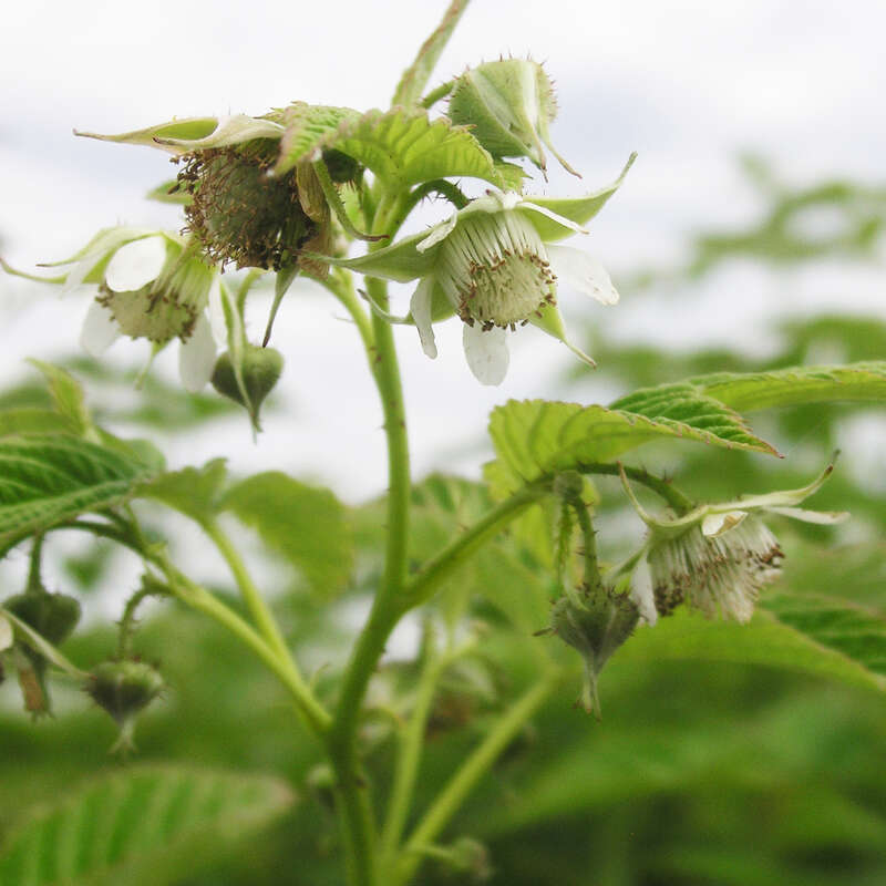 Himbeere - Rubus idaeus 'Autumn First'