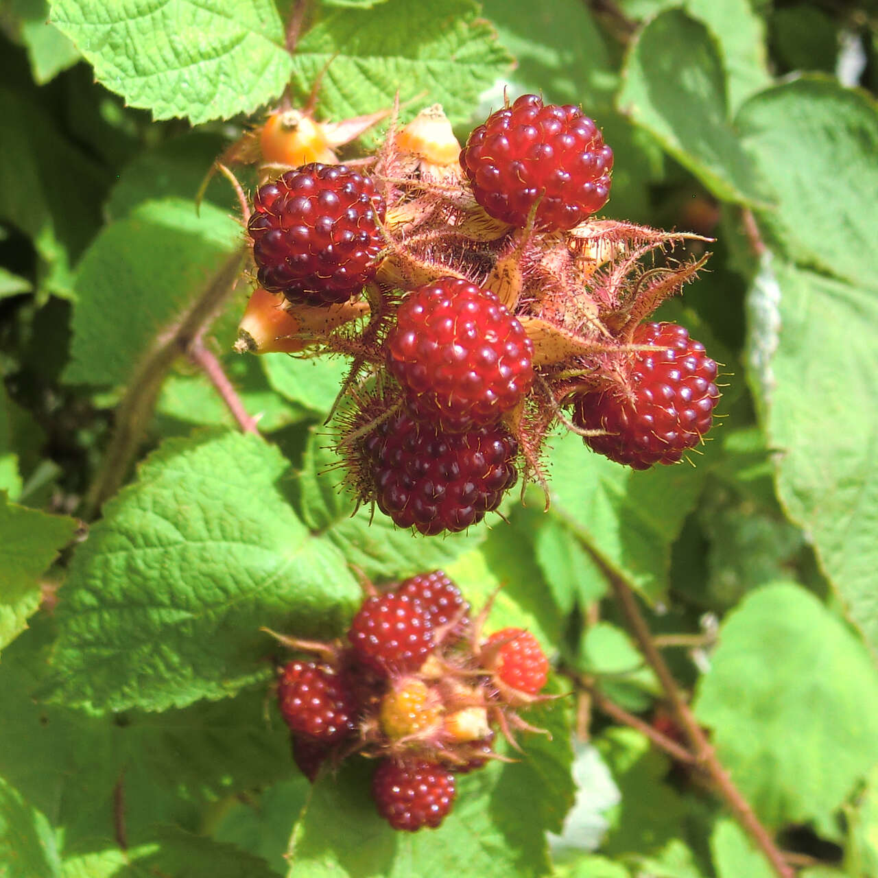 Japanische Weinbeere - Rubus phoenicolasius - weiß