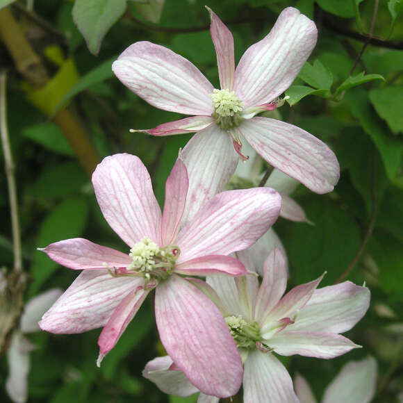 Bergwaldrebe - Clematis montana 'Marjorie' - rosa