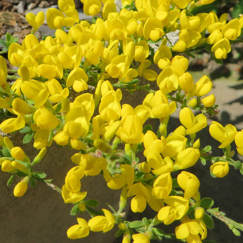 Kriechginster - Cytisus decumbens - gelb