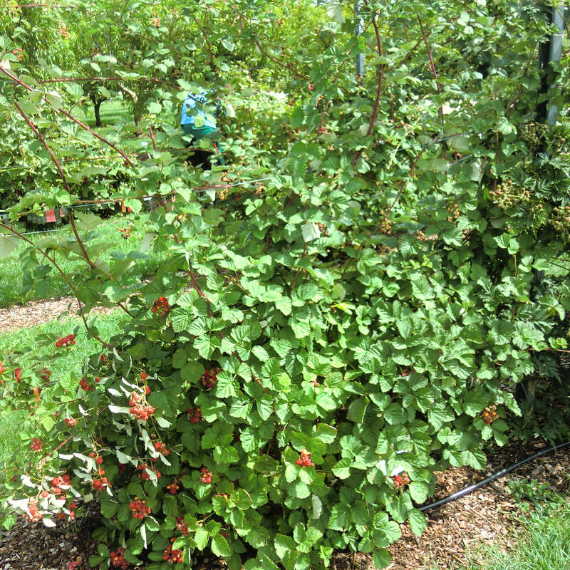 Nutka-Himbeere - Rubus parvifolius 'Dormans Red'