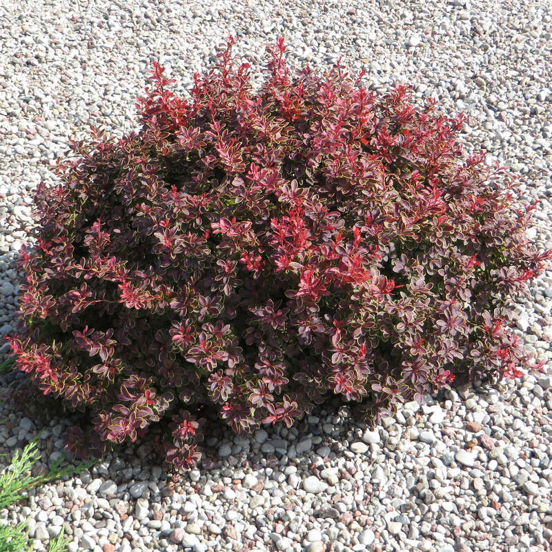 Buntlaubige Blutberberitze - Berberis thunbergii 'Admiration' - gelb
