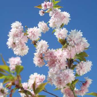 Japanische Blütenkirsche - Prunus serrulata 'Asano' - lila