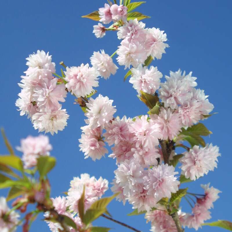Japanische Blütenkirsche - Prunus serrulata 'Asano' - lila