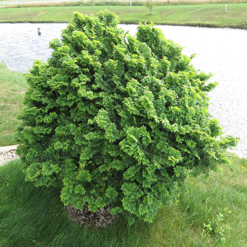 Zwergulme - Ulmus minor 'Jacqueline Hillier'