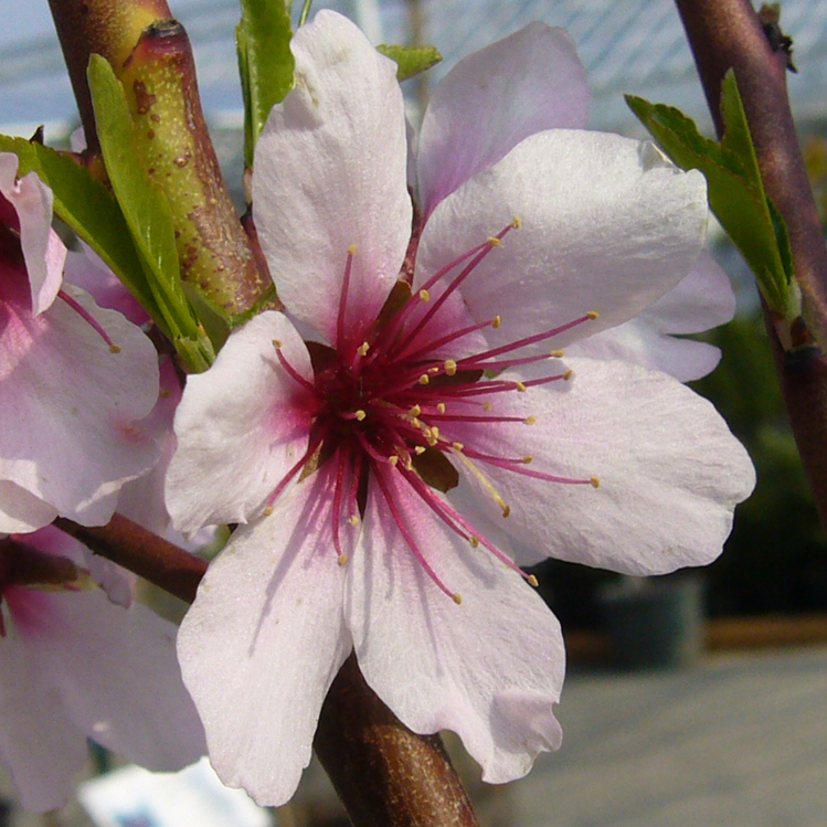 Mandel - Prunus amygdalus 'Robijn'