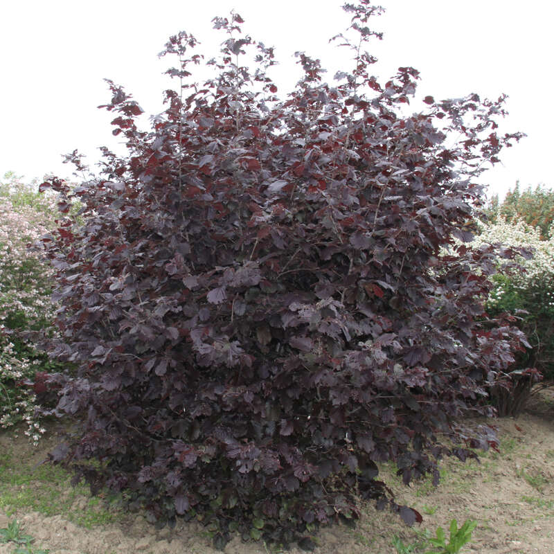 Bluthasel - Corylus maxima 'Purpurea' - gelb