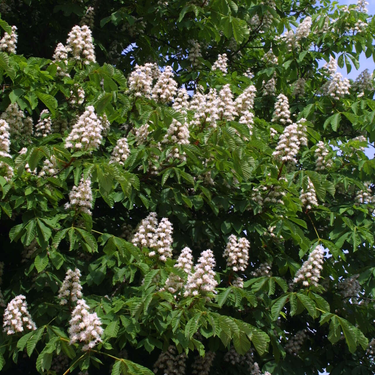 Gemeine Rosskastanie - Aesculus hippocastanum - weiß