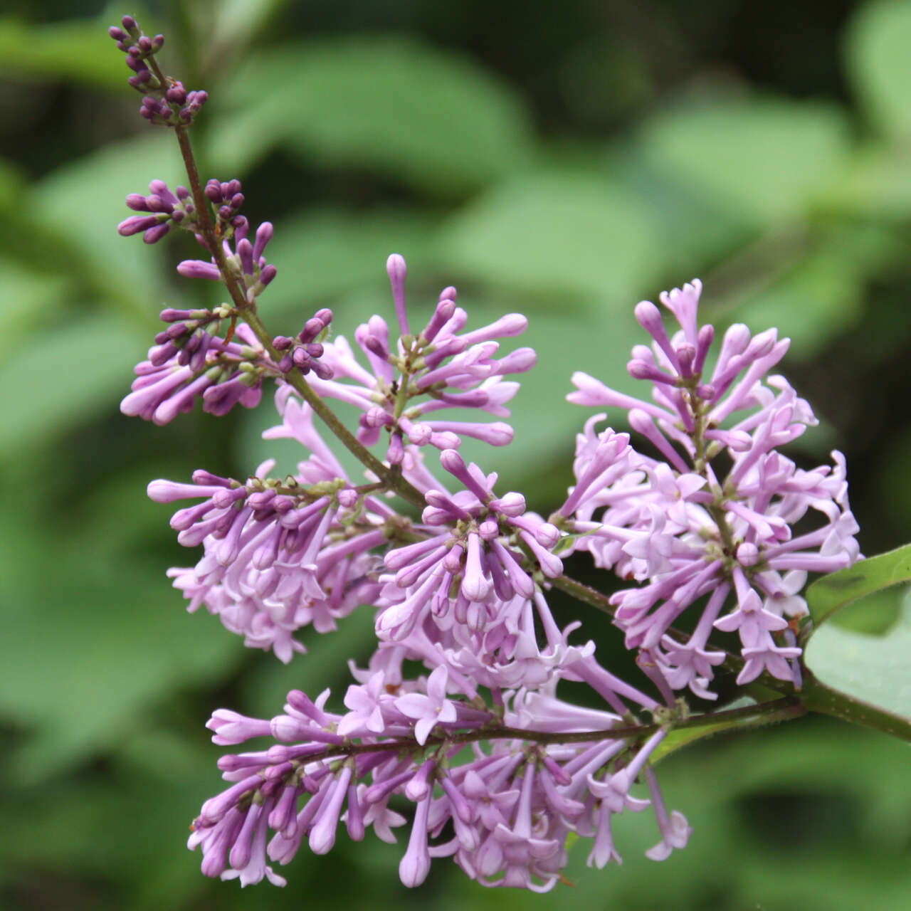 Juniflieder - Syringa prestoniae 'Nocturne' - rosa