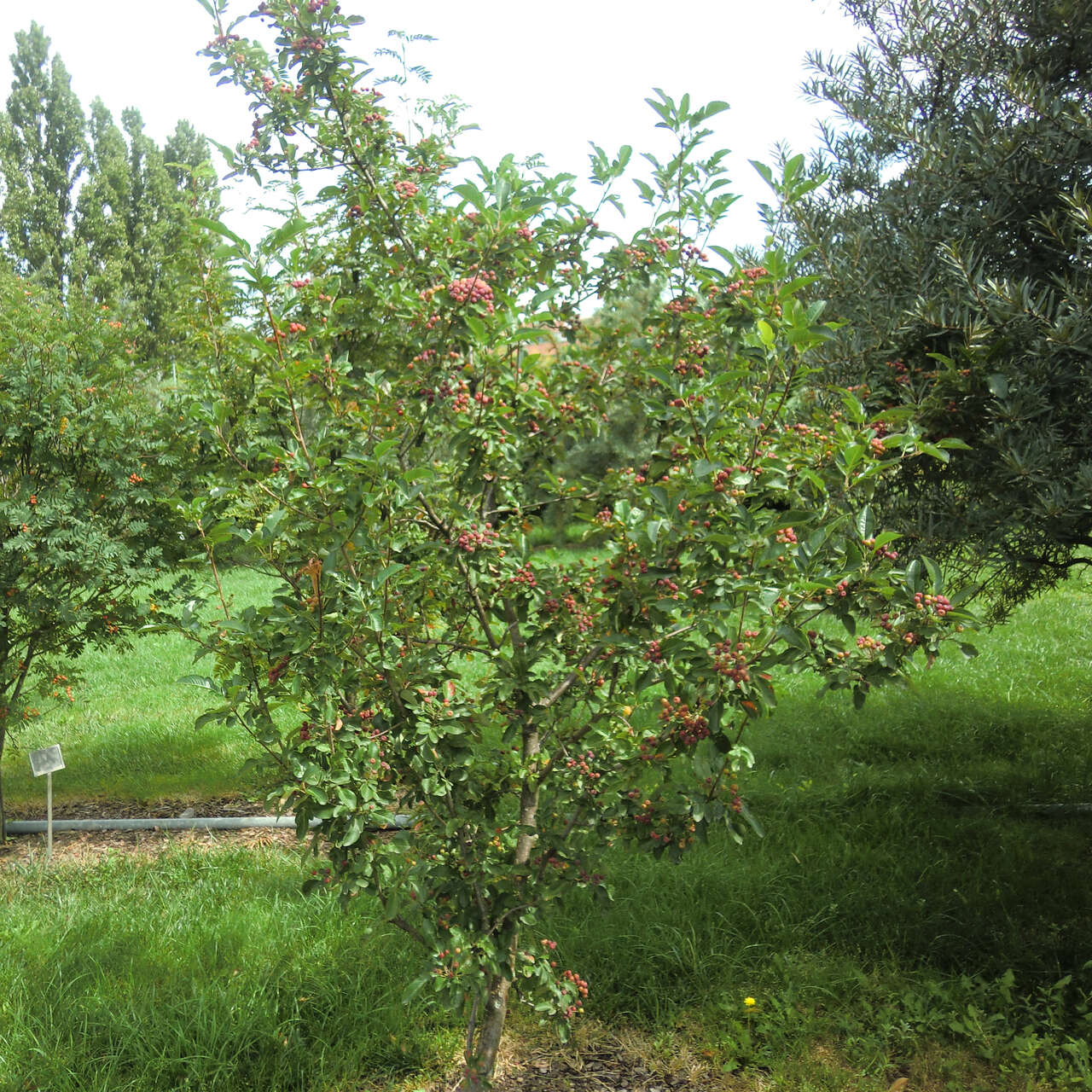 Sibirsiche Vogelbeere, Frucht-Eberesche - Sorbus 'Burka' - weiß
