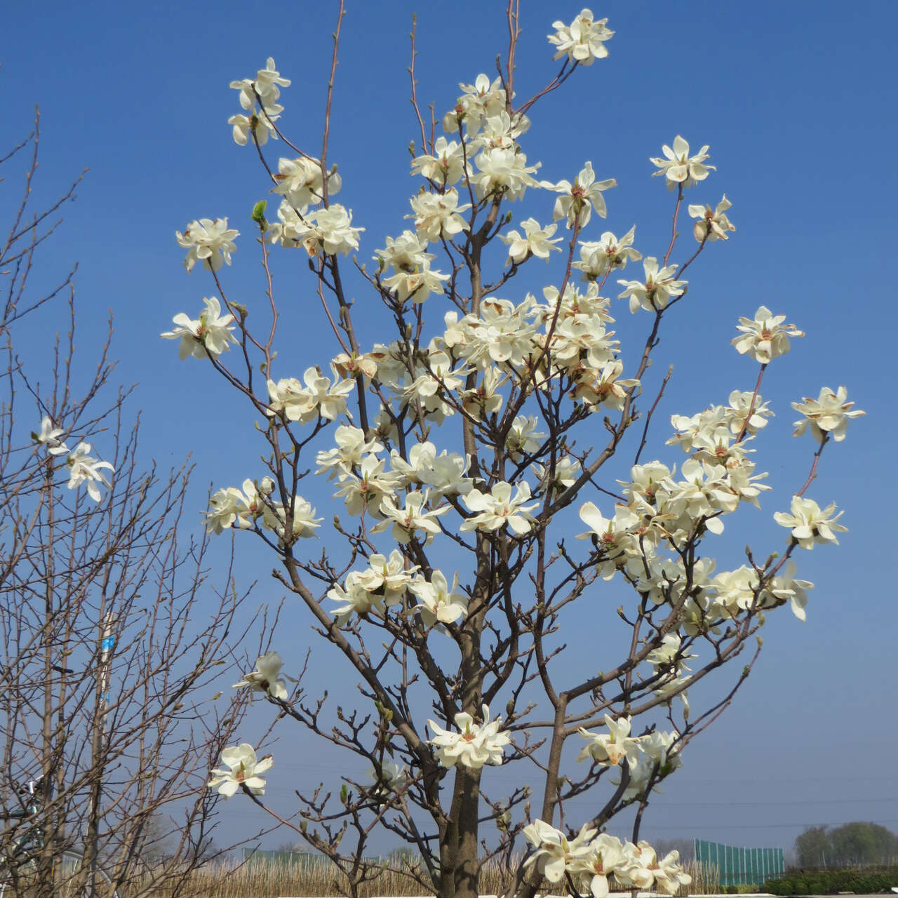 Yulan-Magnolie - Magnolia denudata 'Double Diamond' - rosa