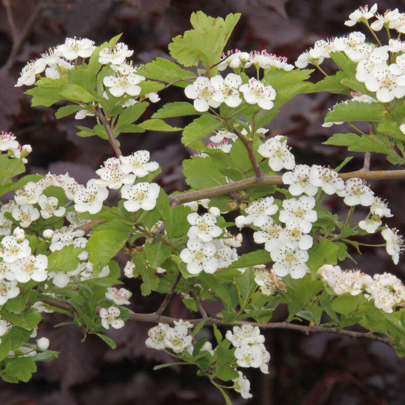 Weißdorn - Crataegus laevigata