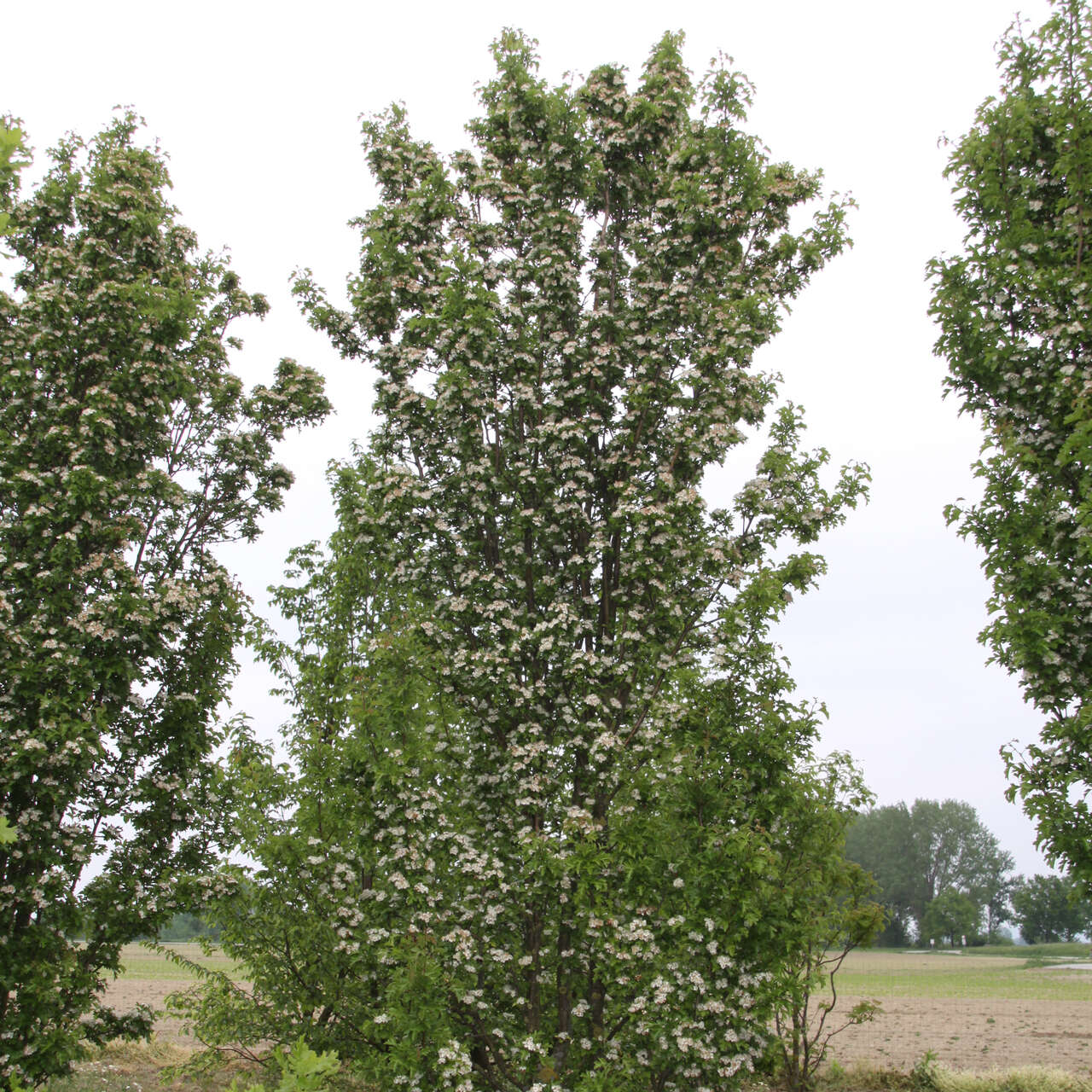 Säulen-Weißdorn - Crataegus monogyna 'Stricta' - weiß