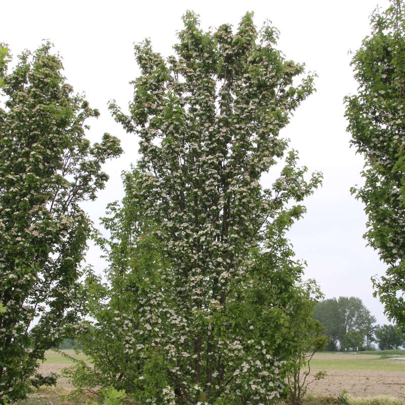 Säulen-Weißdorn - Crataegus monogyna 'Stricta' - weiß