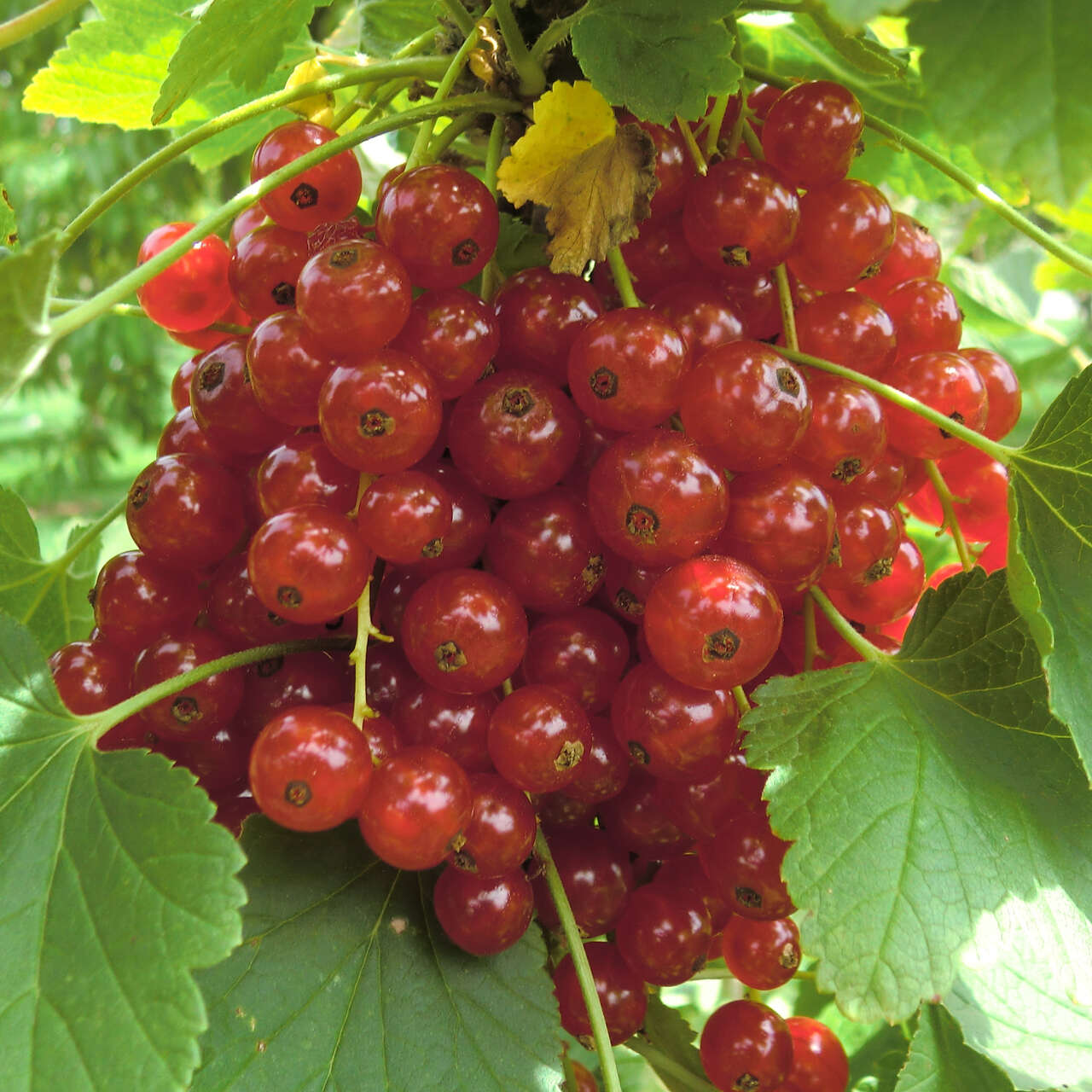 Rote Ribisel - Ribes rubrum 'Rovada' - weiß