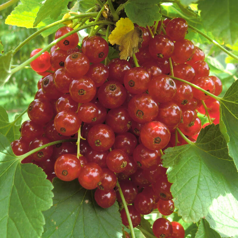 Rote Ribisel - Ribes rubrum 'Rovada'