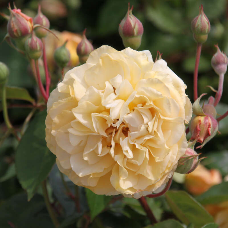 Historische Strauchrose - Rose 'Buff Beauty' - lachs