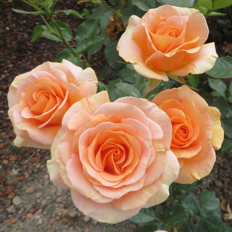 Beetrose - Rose 'Bengali' - gelb