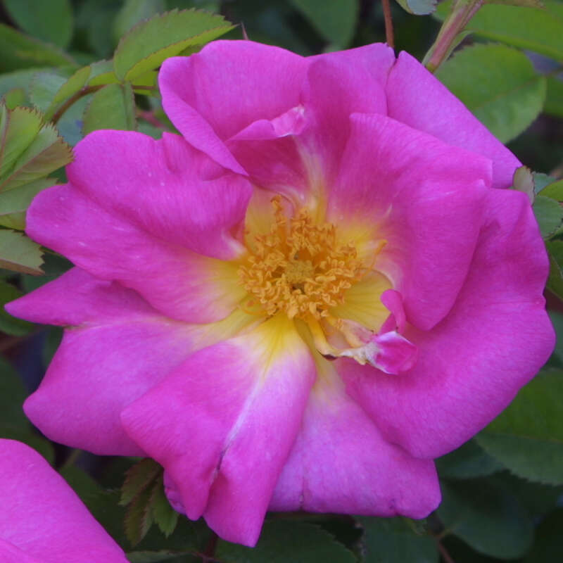 Historische Strauchrose - Rose 'Marguerite Hilling' - rosa