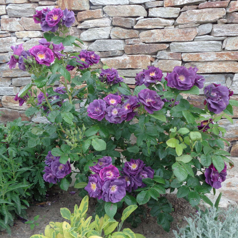 Moderne Strauchrose - Rose 'Rhapsody in Blue' - blau