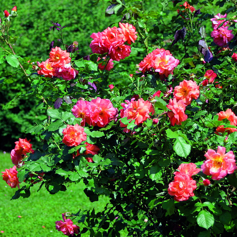 Moderne Strauchrose - Rose 'Westerland' - orange
