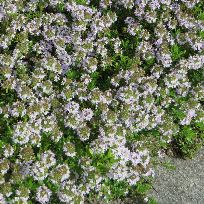 Thymian - Thymus praecox 'Anny Hall' - rosa