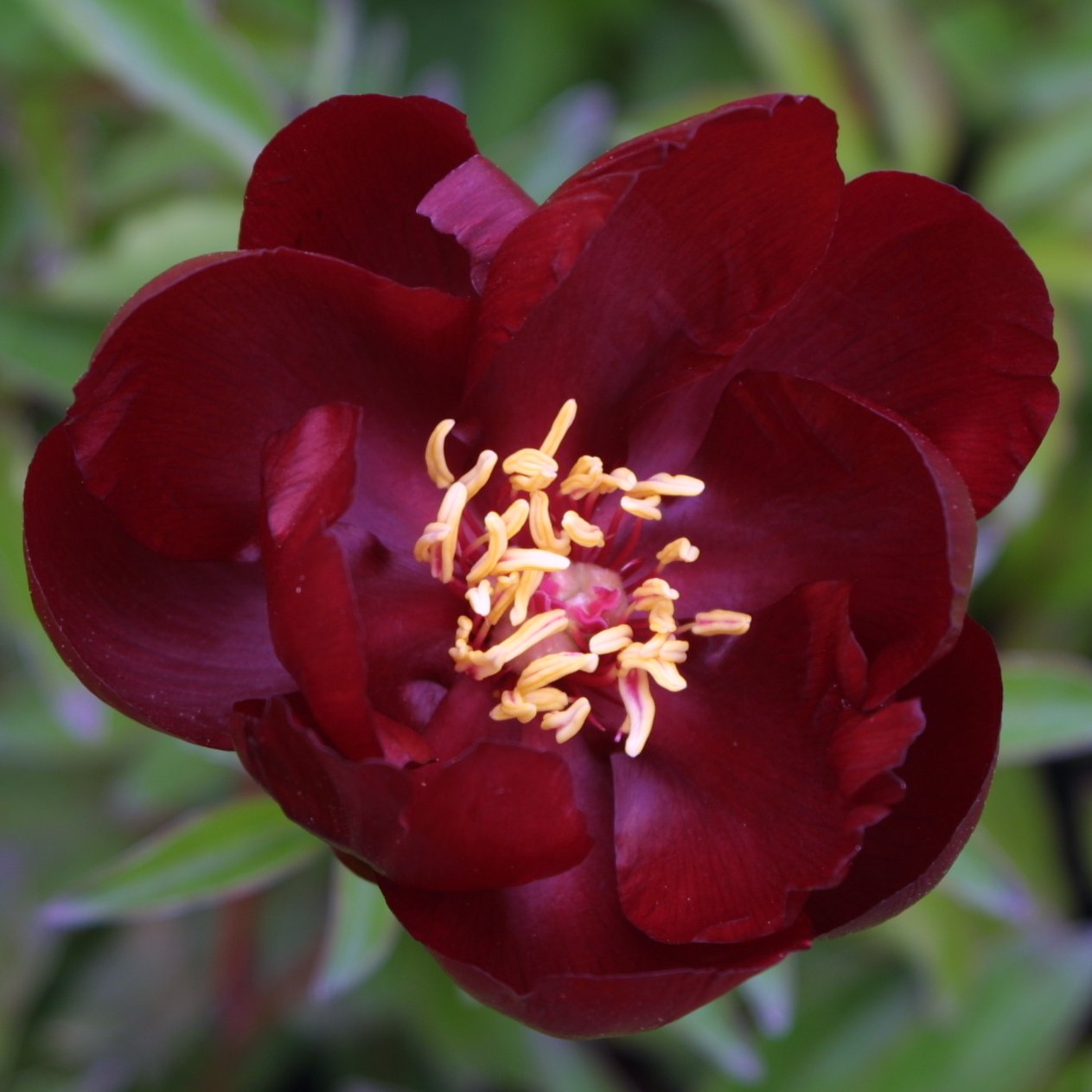Pfingstrose - Paeonia lactiflora 'Buckeye Belle' - rot
