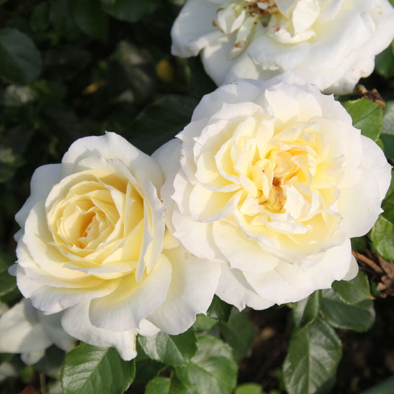 Beetrose - Rose 'Tchaikovski' - gelb